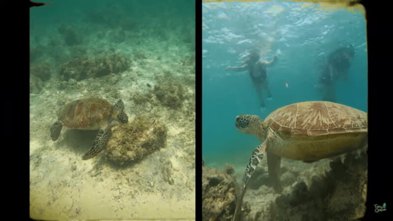 Cebu: Whale Shark Oslob and Moalboal Snorkeling Adventure - The Sum Up