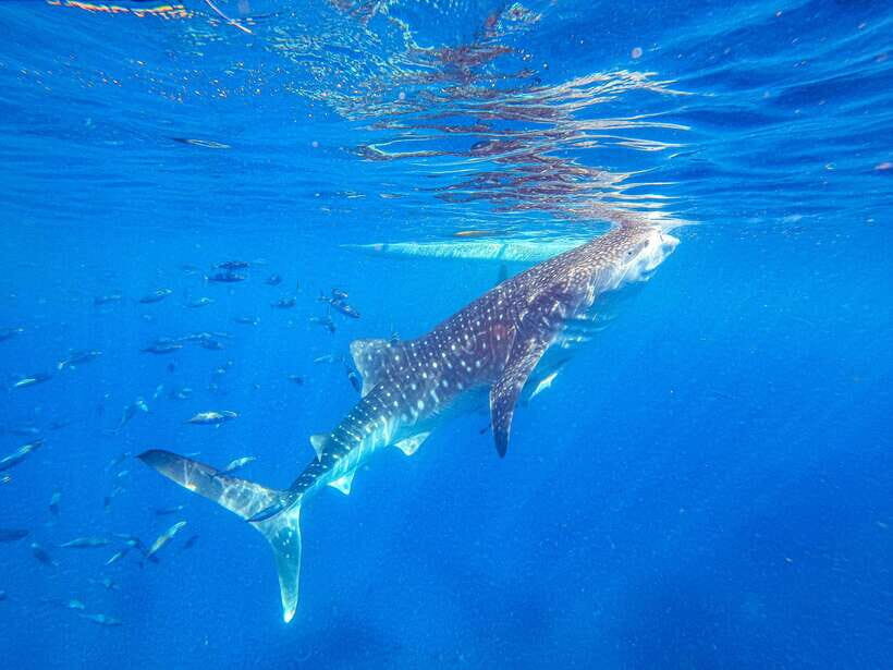 Cebu: Whale Shark Snorkeling & Kawasan Canyoning Tour - An In-Depth Look at the Tour Experience