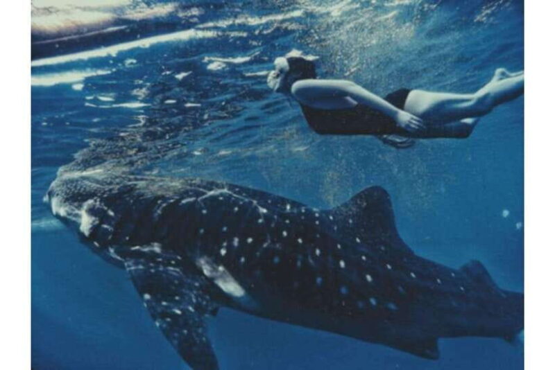 Cebu: Whale Shark Swim and Kawasan Canyoneering Group Tour - Key Points