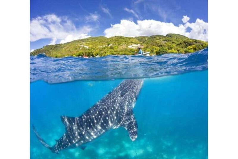 Cebu: Whale Shark Swim and Kawasan Canyoneering Group Tour - What Makes This Tour Stand Out?