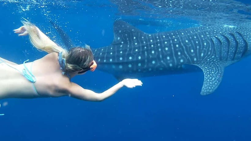 Cebu: Whale Shark Swim and Kawasan Canyoneering Tour - Practical Details and Considerations