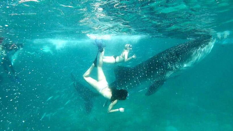 Cebu: Whale Shark Swim and Kawasan Canyoneering Tour - What Travelers Love and What to Consider
