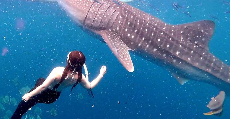 Cebu: Whale Shark Swim and Kawasan Canyoneering Tour - The Authentic Experience