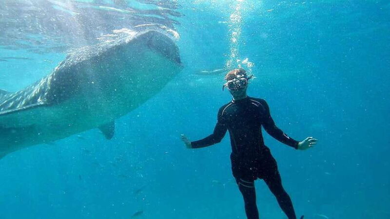Cebu: Whale Shark Swim and Kawasan Canyoneering Tour - FAQ