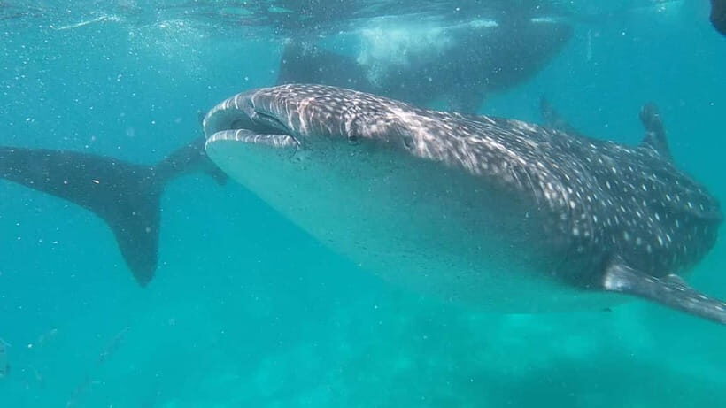 Cebu: Whale Shark Swim, Kawasan Falls & Sardine Run - Key Points