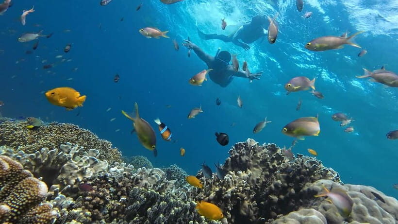 Cebu: Whale Shark Swim, Kawasan Falls & Sardine Run - The Journey Begins: Early Morning Pickup and Transport