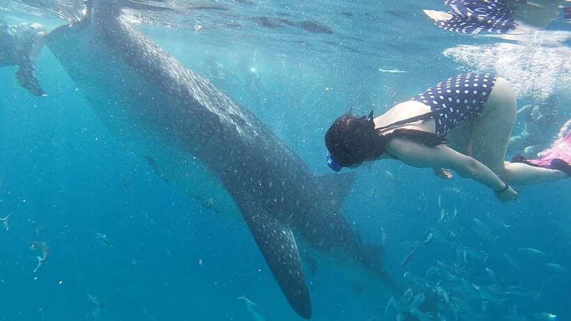 Cebu: Whale Shark Swim, Kawasan Falls & Sardine Run - Kawasan Falls: Refreshing Natural Beauty