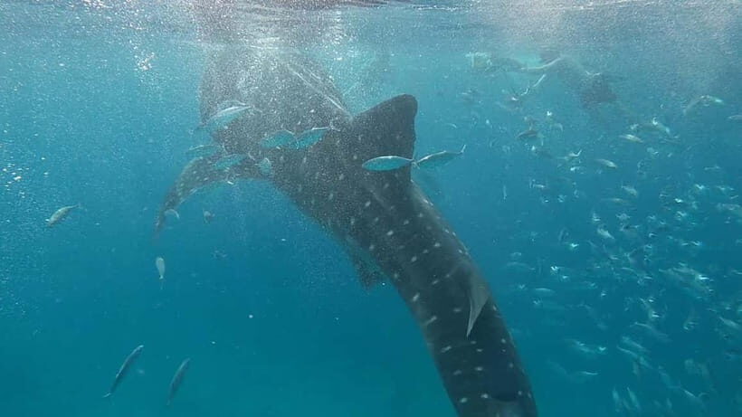 Cebu: Whale Shark Swim, Kawasan Falls & Sardine Run - Moalboal and the Sardine Run