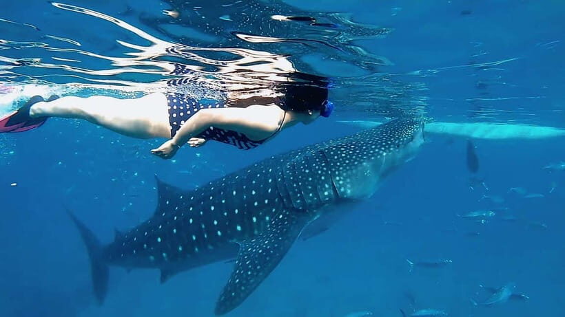 Cebu: Whale Shark Swim, Kawasan Falls & Sardine Run - Additional Highlights and Practicalities