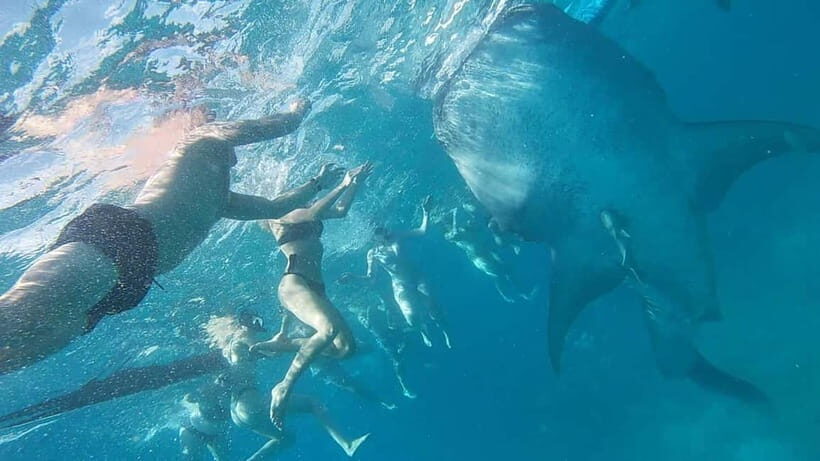 Cebu: Whale Shark Swim, Kawasan Falls & Sardine Run - Real Traveler Perspectives