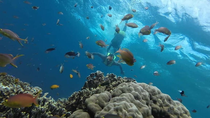 Cebu: Whale Shark Swim, Kawasan Falls & Sardine Run - What to Expect: The Reality Check
