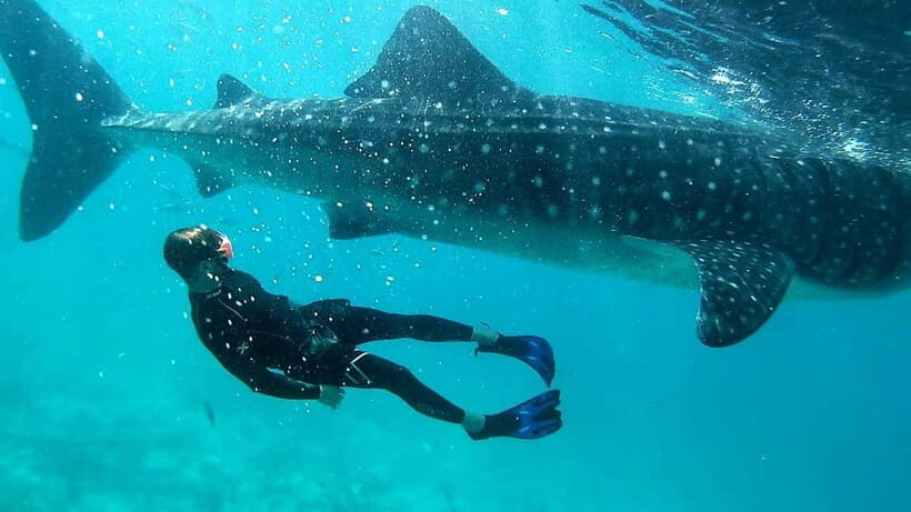 Cebu: Whale Shark Swimming & Inambakan Falls Adventure - What’s Included and What’s Not?
