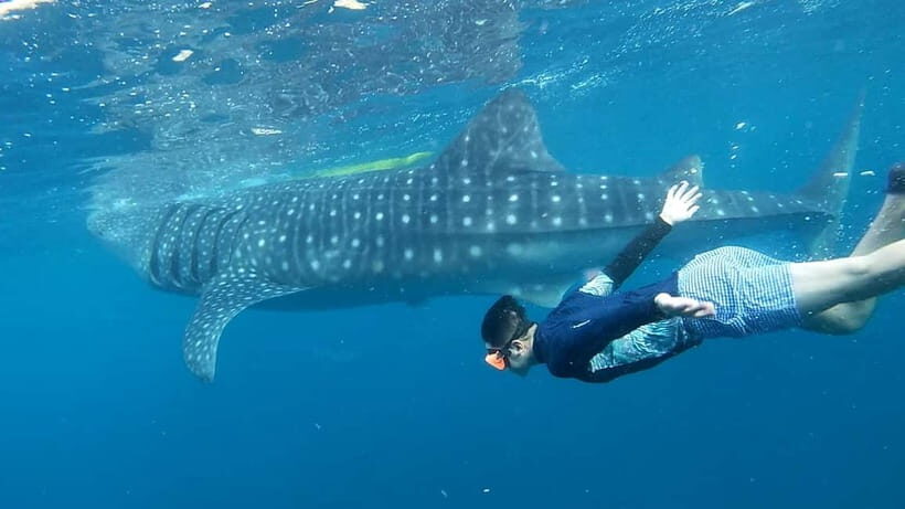 Cebu: Whale Shark Swimming & Inambakan Falls Adventure - Who Should Consider This Tour?