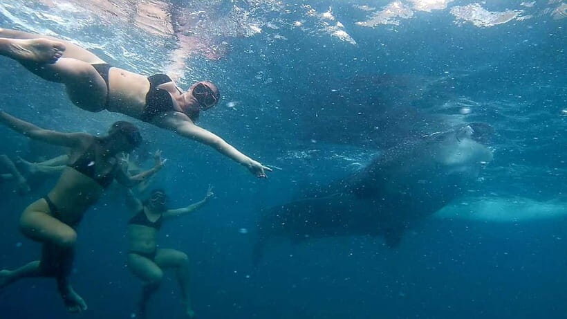 Cebu: Whale Shark Swimming & Inambakan Falls Adventure - FAQ