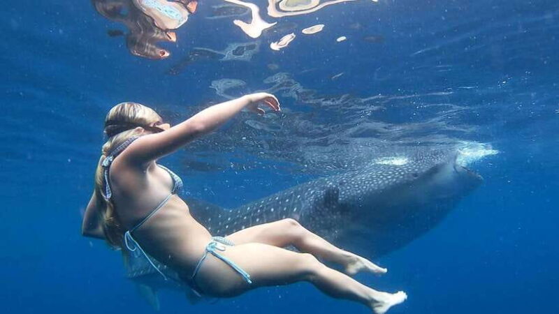 Cebu: Whale Shark Swimming & Inambakan Falls Adventure - The Experience: What You’ll Feel and See