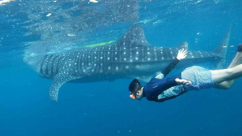 Cebu: Whale Shark Swimming & Inambakan Falls Adventure - Authentic Encounters and Practical Tips