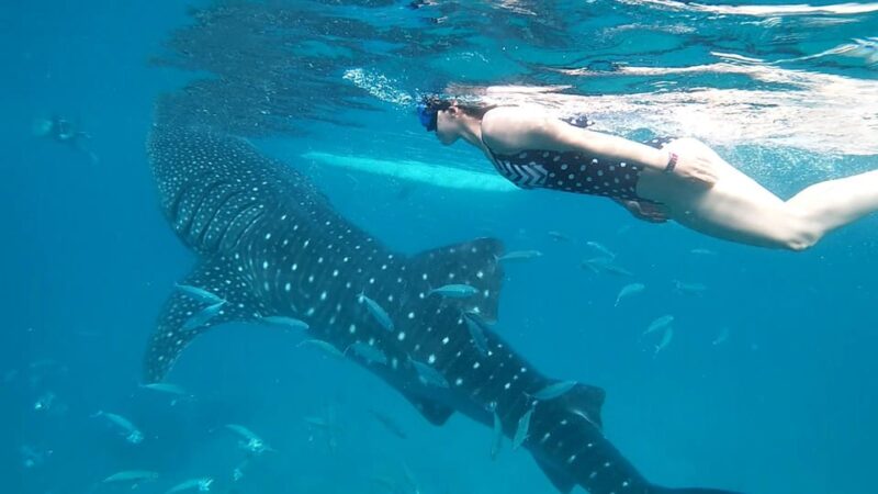 Cebu: Whale Shark Swimming & Inambakan Falls Adventure - Who Will Enjoy This Tour?
