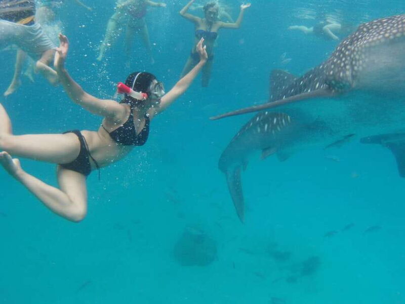 Cebu Whale Shark Swimming & Kawasan Canyoneering Group Tour - What Travelers Have to Say