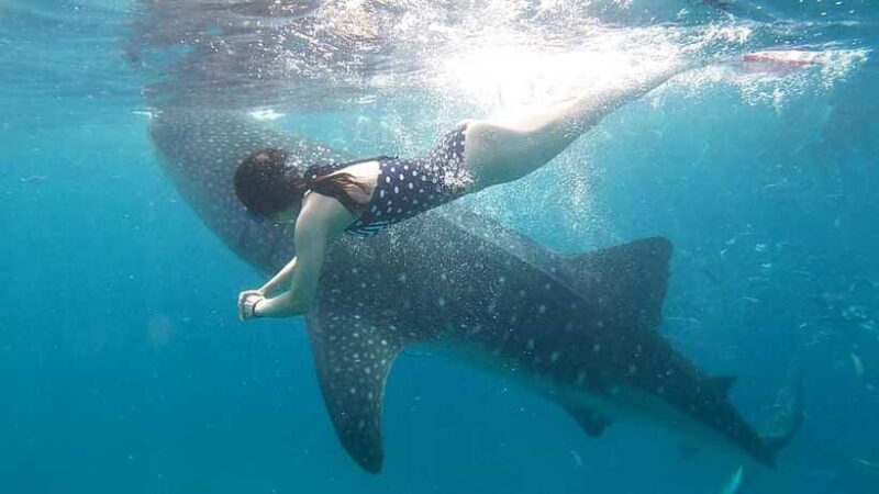 Cebu: Whale Shark, Tumalog Waterfall, and Moalboal Tour - Final Words