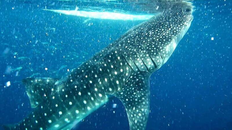 Cebu: Whale Shark Watching & Aguinid Falls Tour opt Lunch - Why This Tour Offers Great Value