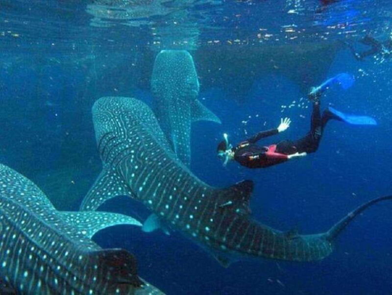 Cebu: Whale Shark Watching and Canyoneering Group Tour - How Well Does it Deliver on Value?
