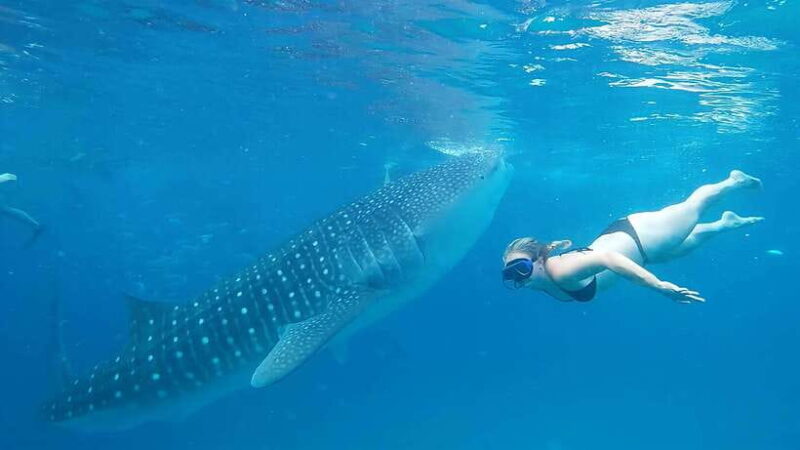 Cebu: Whale Shark Watching and Canyoneering Group Tour - The Sum Up