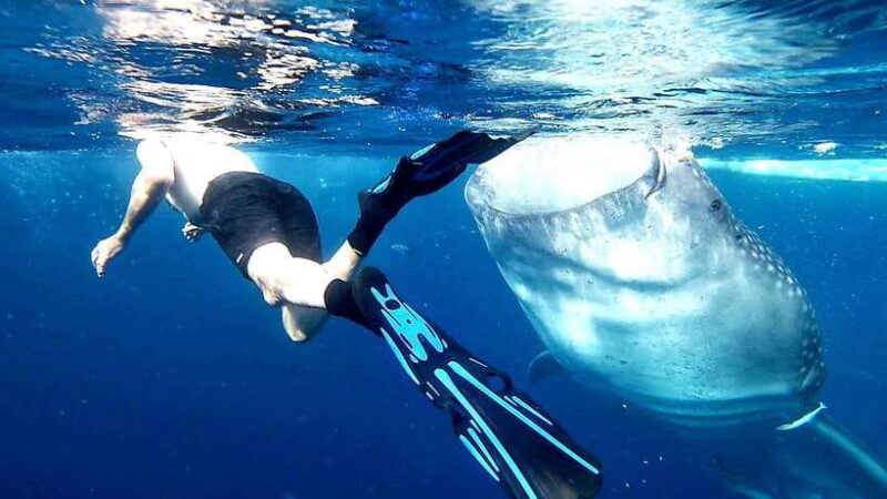 Cebu: Whale Sharks, Ka-Treasure Water Terraces & Simala Tour - Key Points