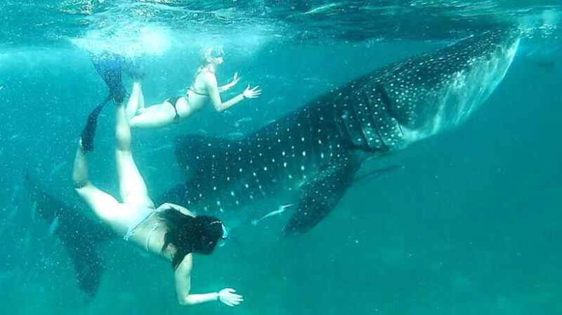 Cebu: Whale Sharks, Ka-Treasure Water Terraces & Simala Tour - Who Should Consider This Tour?
