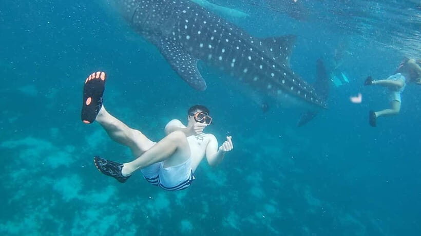 Cebu: Whale Sharks, Kawasan Falls, & Sardines Run Snorkeling - Introduction