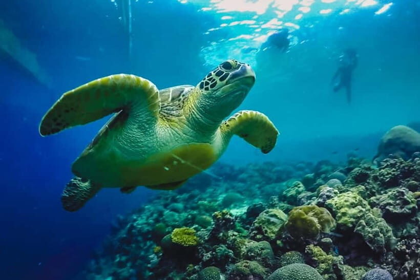Cebu: Whale Sharks, Kawasan Falls, & Sardines Run Snorkeling - FAQ