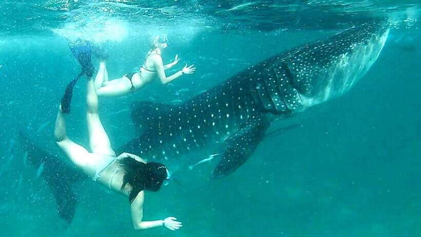 Cebu: Whale Sharks, Kawasan Falls, & Sardines Run Snorkeling - An In-Depth Look at the Tour Experience