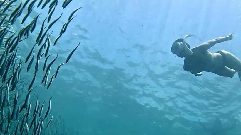 Cebu: Whale Sharks, Kawasan Falls, & Sardines Run Snorkeling - FAQ