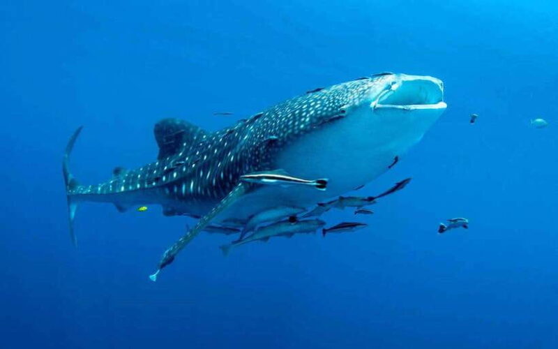 Cebu: Whale Sharks, Tumalog Falls, and Monkey Sanctuary Tour - Value and Practical Considerations