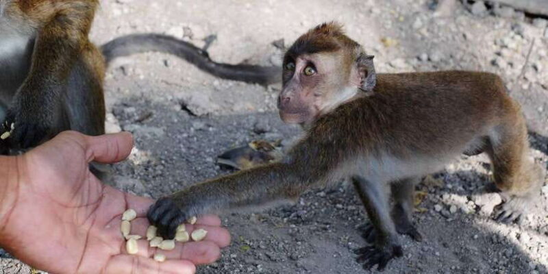 Cebu: Whale Sharks, Tumalog Falls, and Monkey Sanctuary Tour - Who Will Love This Tour?