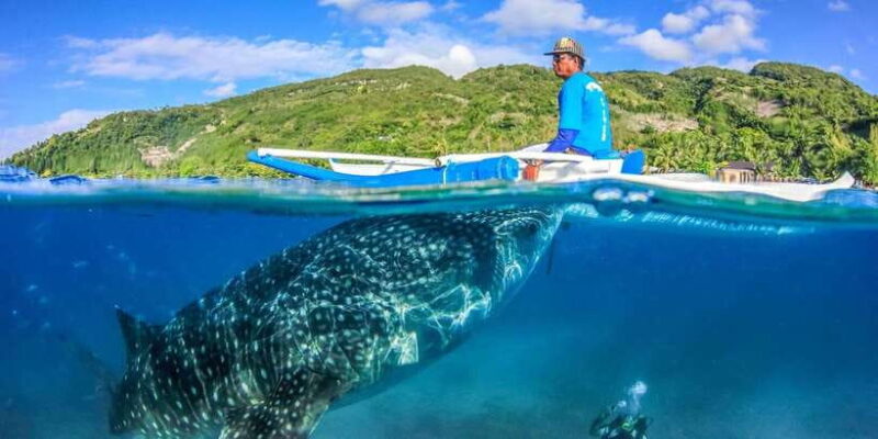 Cebu: Whale Sharks, Tumalog Falls, and Monkey Sanctuary Tour - Final Thoughts