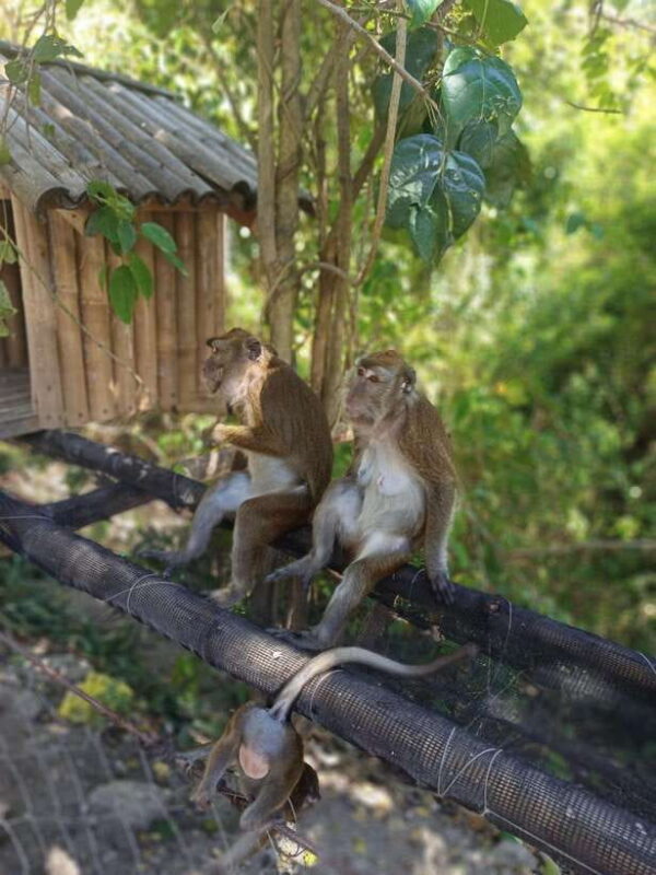 Cebu: Whaleshark Encounter, Tumalog Falls, & Monkey Viewing - Cebu: Whaleshark Encounter, Tumalog Falls, & Monkey Viewing - An In-Depth Review