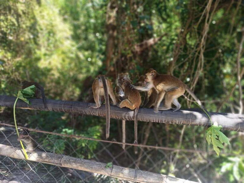 Cebu: Whaleshark Encounter, Tumalog Falls, & Monkey Viewing - What’s Included & What’s Not