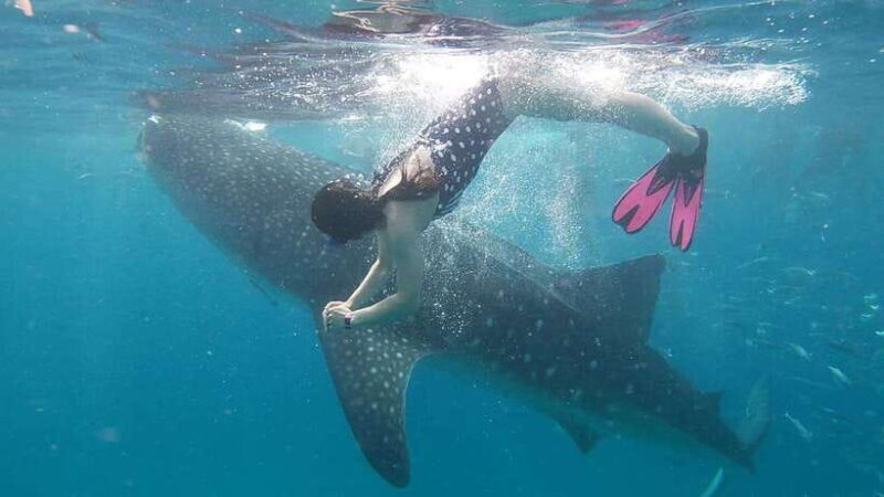Cebu: Whaleshark Encounter, Tumalog Falls & Sumilon Sandbar - Key Points