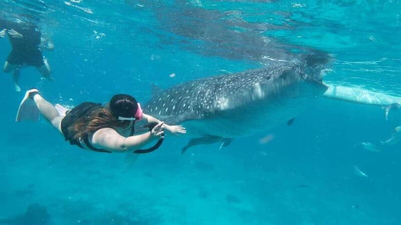 Cebu: Whaleshark Encounter, Tumalog Falls & Sumilon Sandbar - Authentic Traveler Feedback