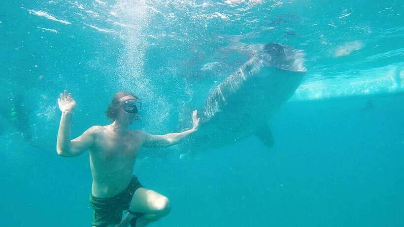 Cebu: Whaleshark Swimming & Kawasan falls Canyoneering Tour - Relaxation and Local Filipino Lunch