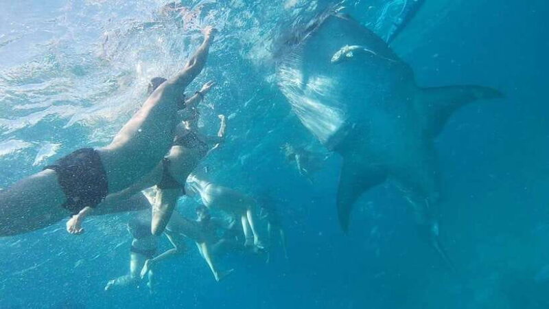 Cebu: Whaleshark Swimming & Moalboal Snorkelling Day Trip - Authentic Experiences and Real Traveler Insights