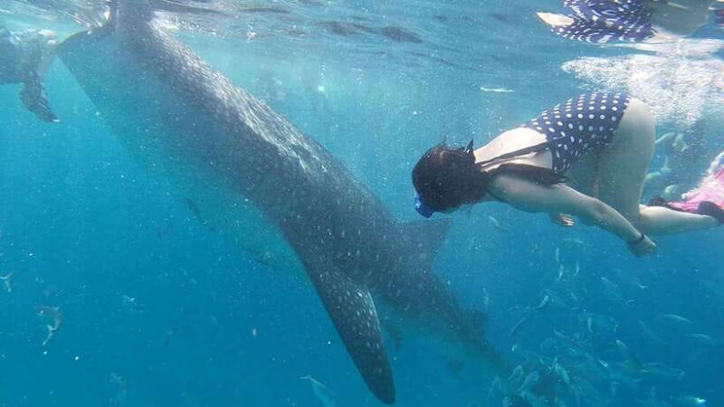 Cebu: Whaleshark Swimming & Moalboal Snorkelling Day Trip - The Sum Up