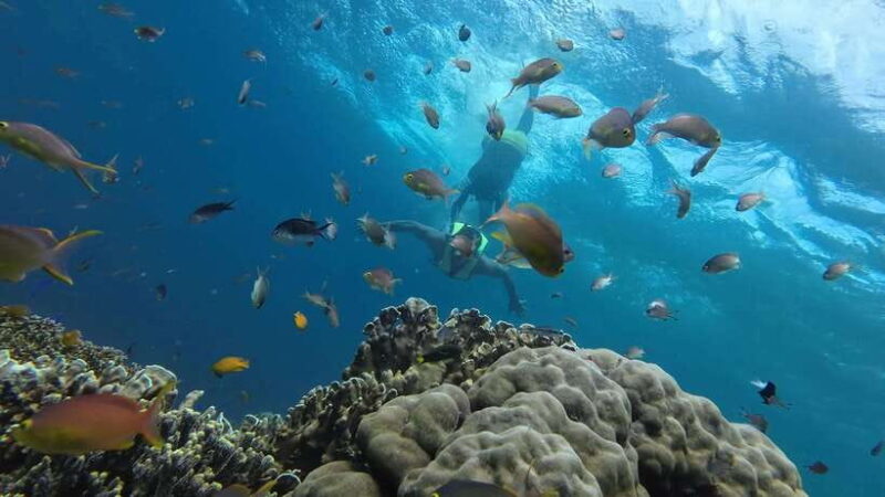 Cebu: Whaleshark Swimming & Moalboal Snorkelling Day Trip - FAQs