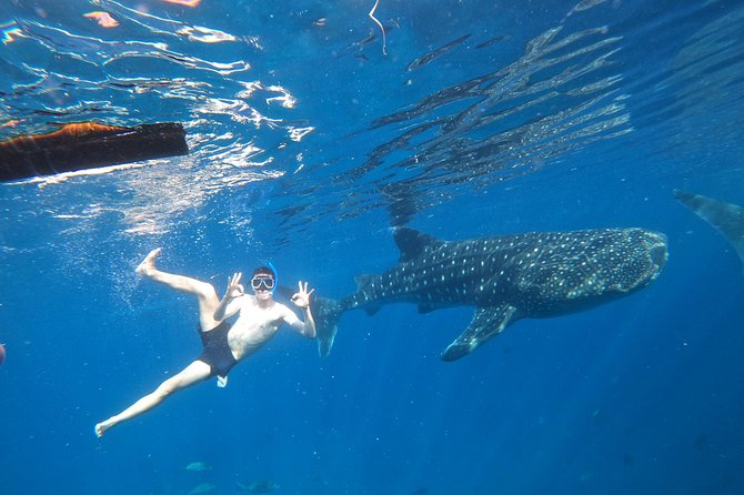 Cebu Whaleshark Tour - Key Points: