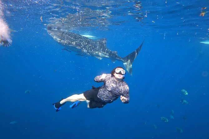 Cebu Whaleshark Tour - Authenticity, Value, and Practical Tips