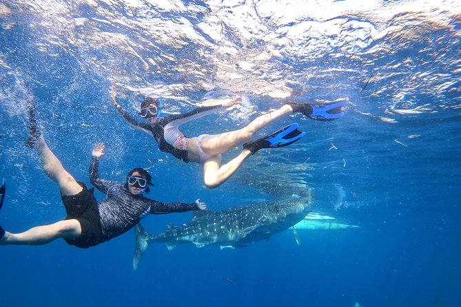 Cebu Whaleshark Tour - Who Will Love This Tour?