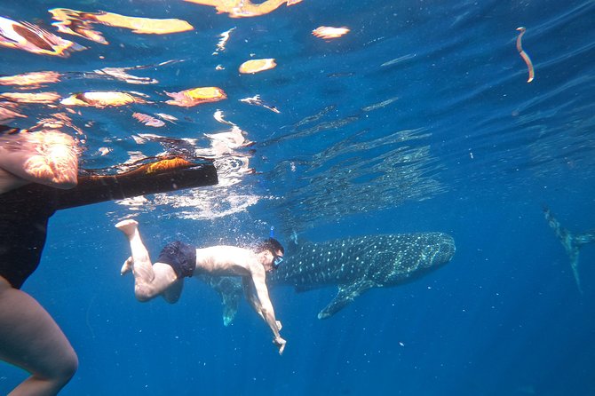 Cebu Whaleshark Tour - The Sum Up