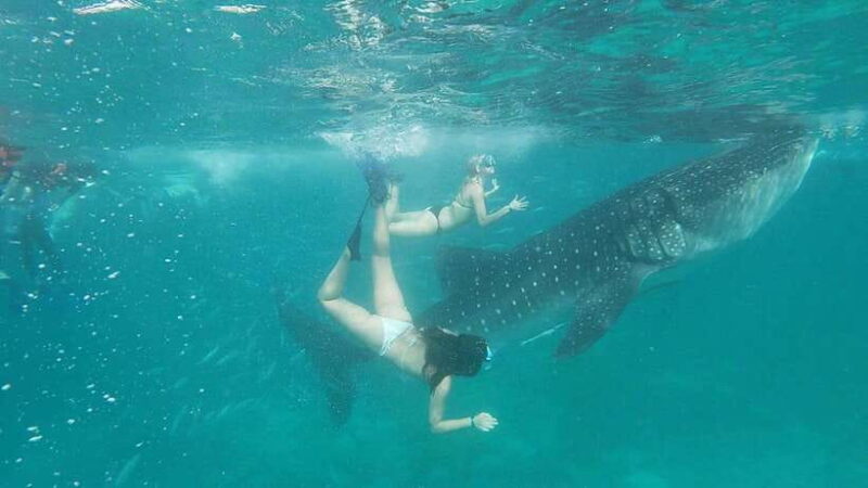 Cebu: WhaleShark , Tumalog Falls, & Sardine Run Snorkeling - An In-Depth Look at the Tour Experience