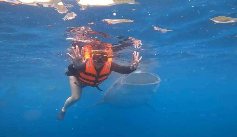 CEBU: Whaleshark Watching + Sumilon Sand Bar + Tumalog Falls - Who is This Tour Best For?