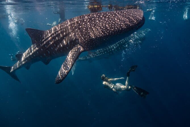 Cebu Whaleshark Watching w/ Sumilon Island Hopping - Final Thoughts